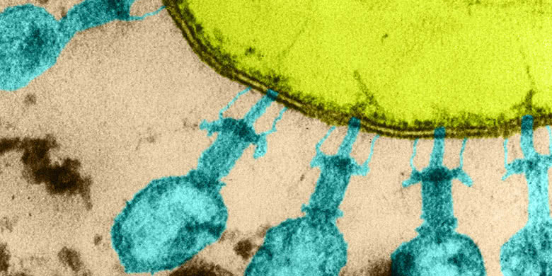 The Rockefeller University » For microbes fighting viruses, a fast ...