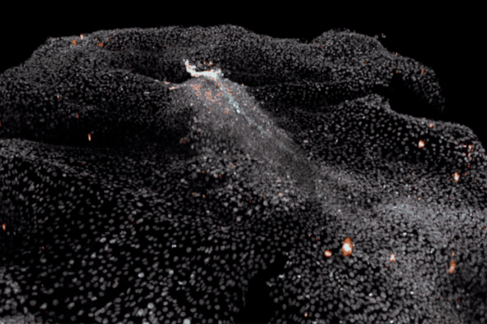 The Rockefeller University » A first look at the earliest decisions ...