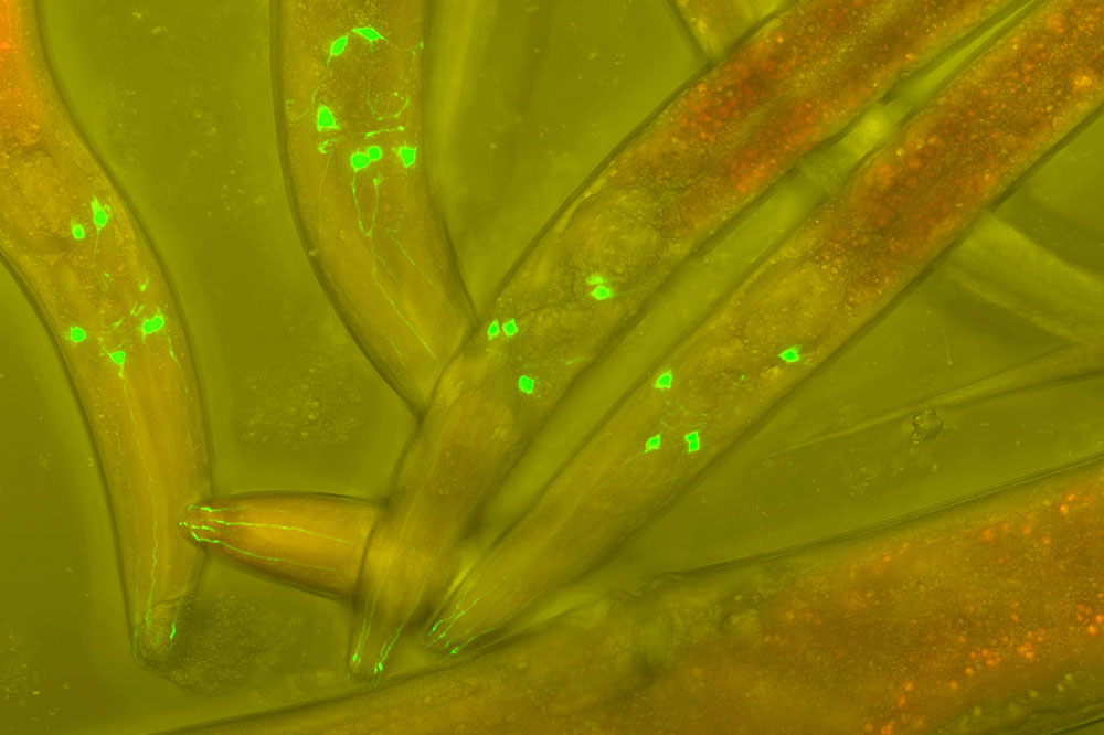 The Rockefeller University » Drowsy worms offer new insights into the ...