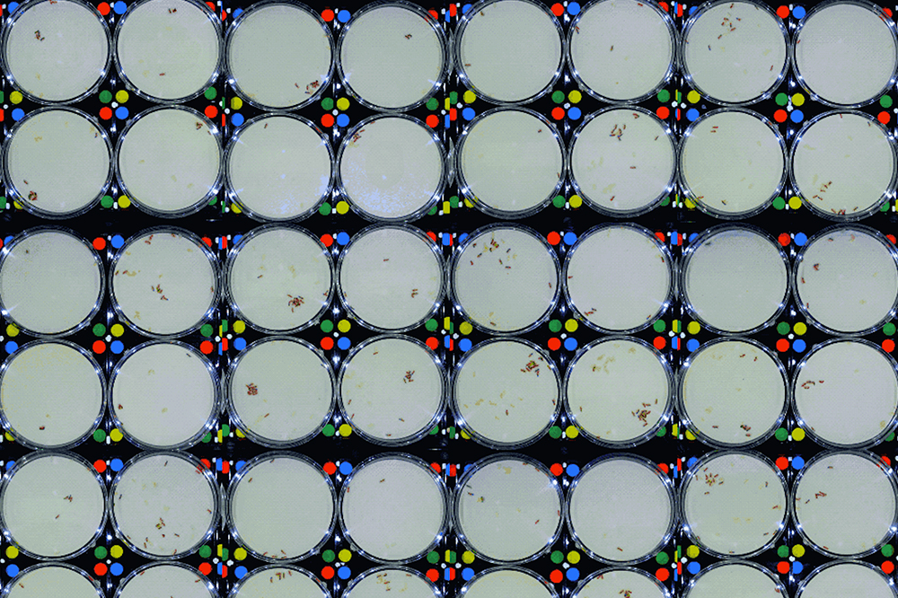 The Rockefeller University » Ant-y social: study of clonal raider ants ...
