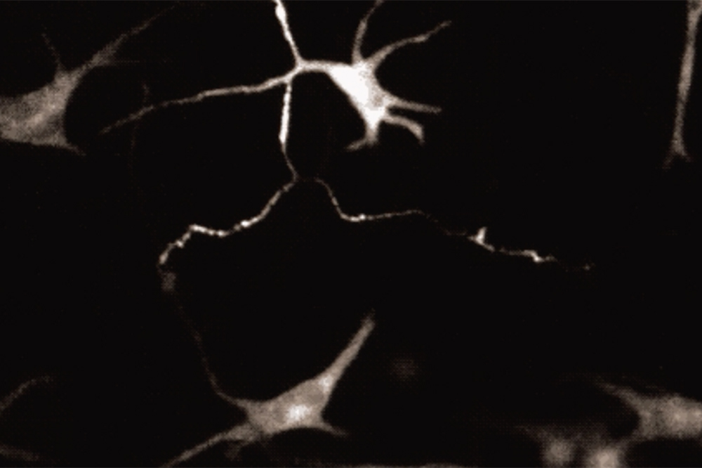 The Rockefeller University » Neuron-like activity detected in an ...