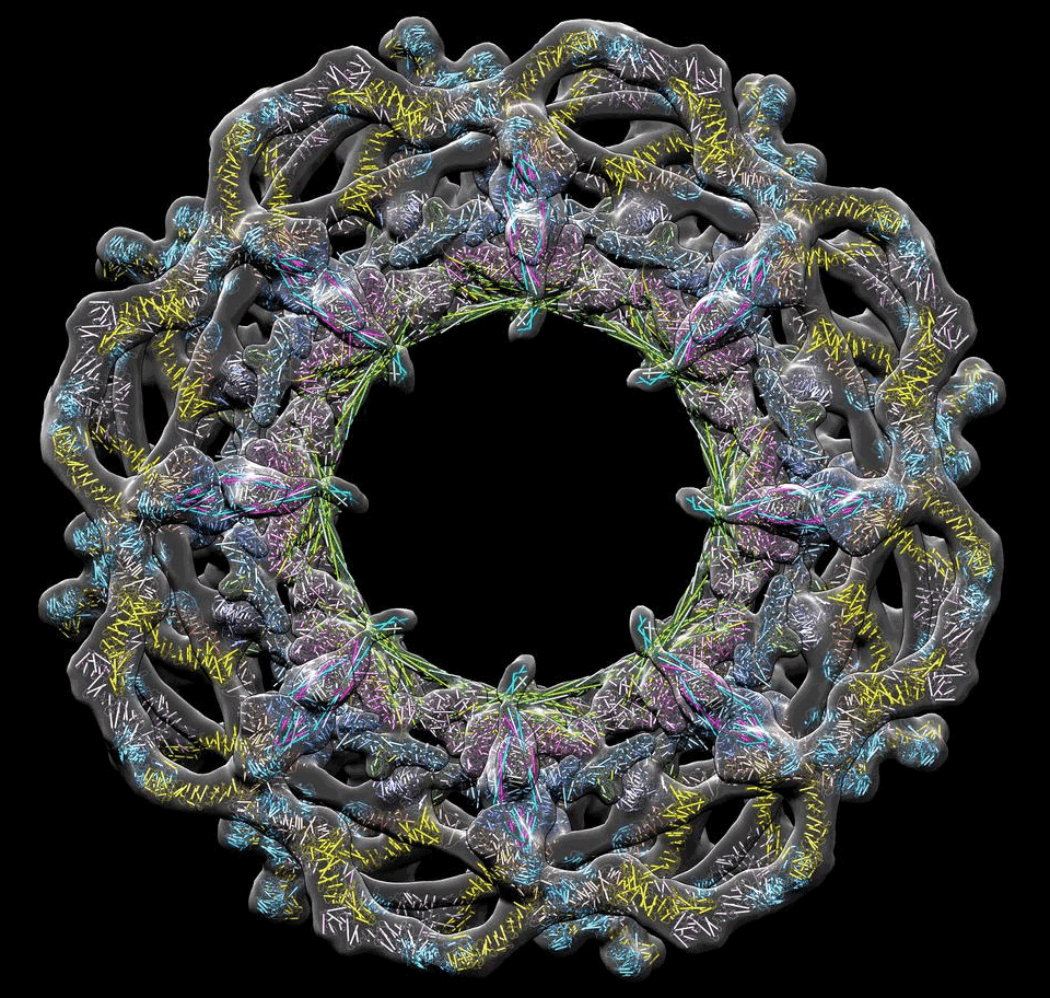 The Rockefeller University » New comprehensive map of the portal to the ...