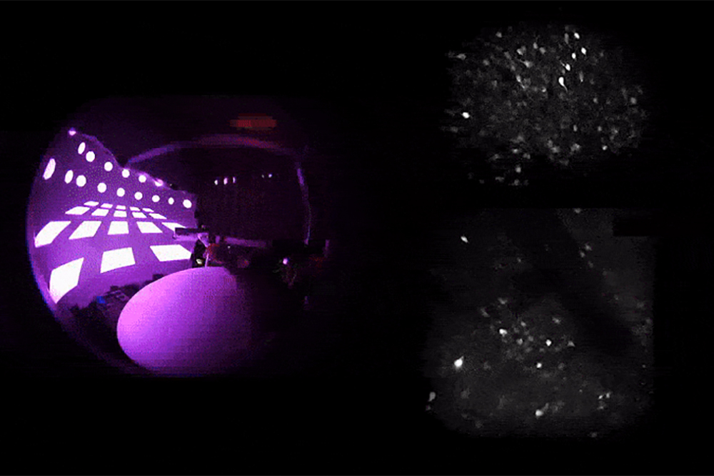 The Rockefeller University » New study reveals where memory fragments ...