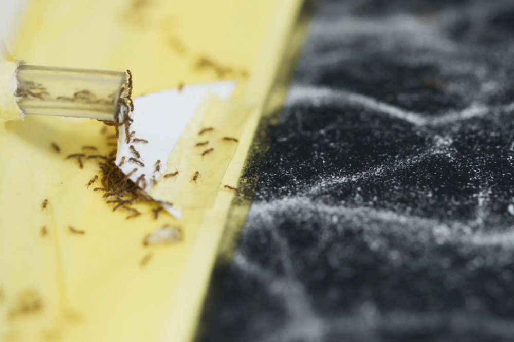 The Rockefeller University » The art of tracking invisible patterns in ...