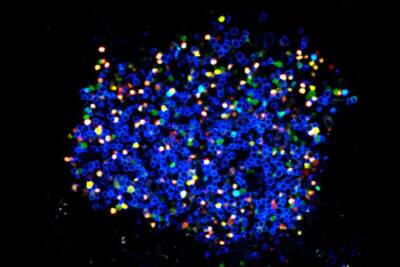 The Rockefeller University » Celebrating and remembering Mitchell ...