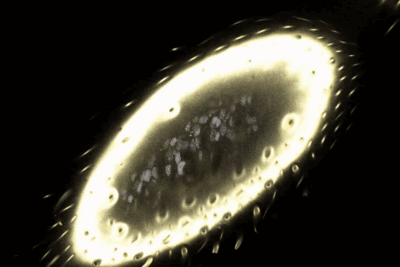 The Rockefeller University » Celebrating and remembering Mitchell ...