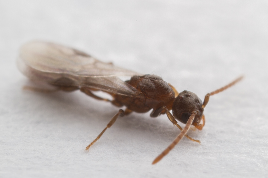 The Rockefeller University » Our Ants