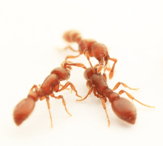The Rockefeller University » Our Ants