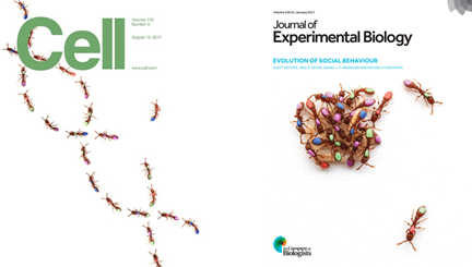 The Rockefeller University » Publications