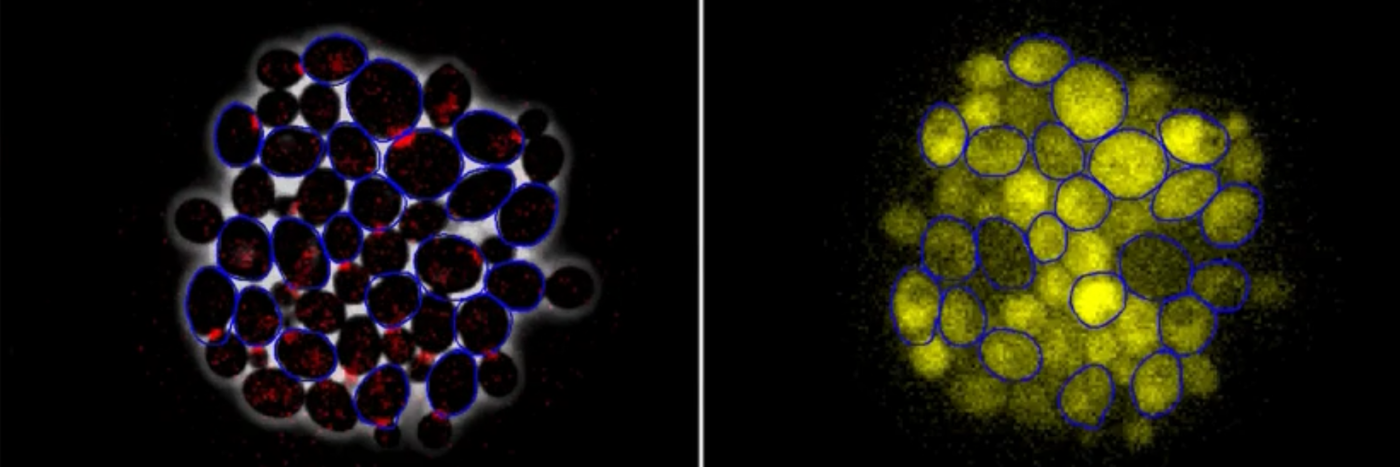 The Rockefeller University » Laboratory of Cell Cycle Genetics