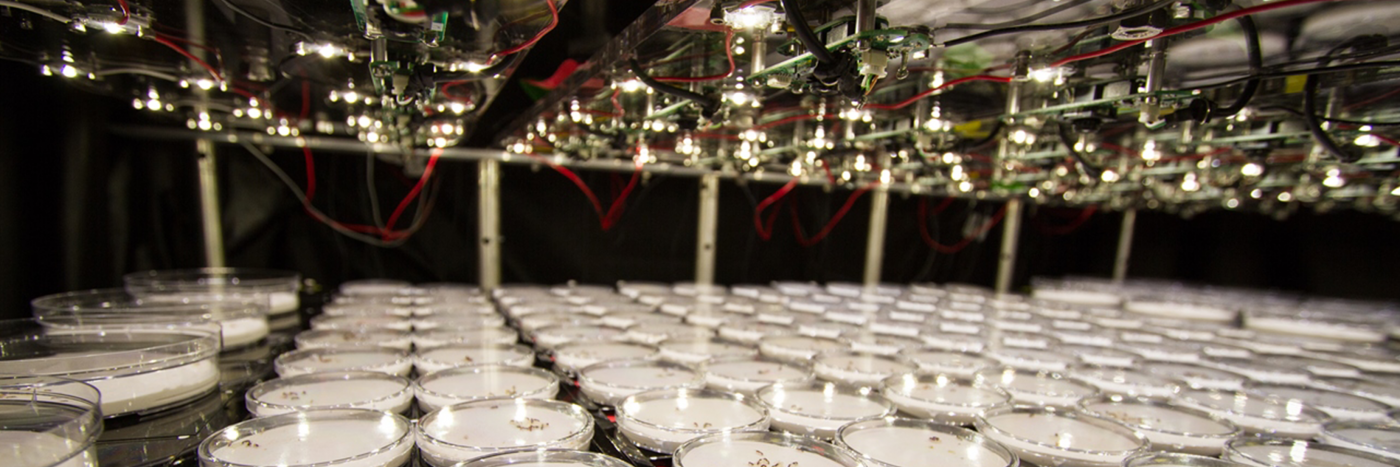 The Rockefeller University » Laboratory of Social Evolution and Behavior