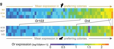 The Rockefeller University » Projects - Laboratory of Neurogenetics and ...