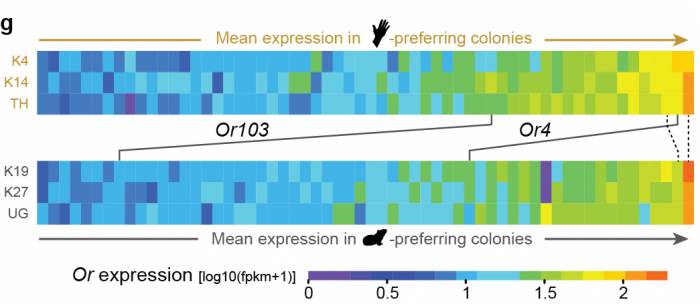 The Rockefeller University » Projects - Laboratory of Neurogenetics and ...