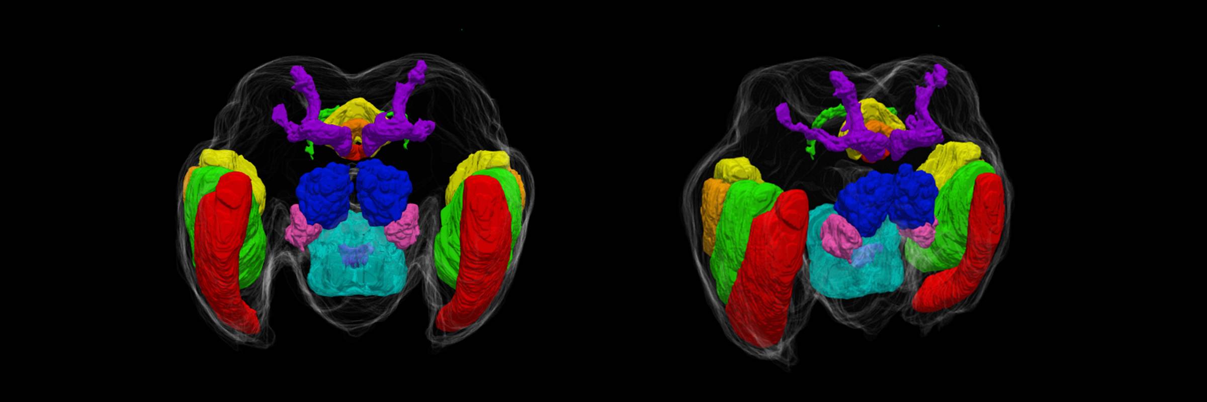 The Rockefeller University » Laboratory of Neurogenetics and Behavior