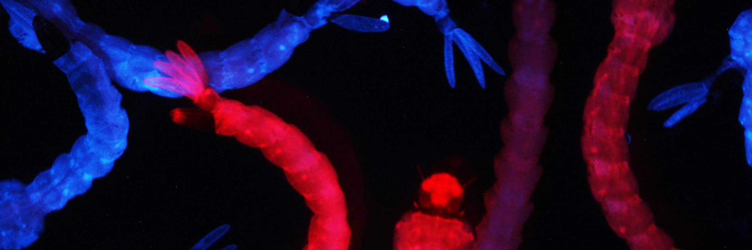 The Rockefeller University » Laboratory of Neurogenetics and Behavior