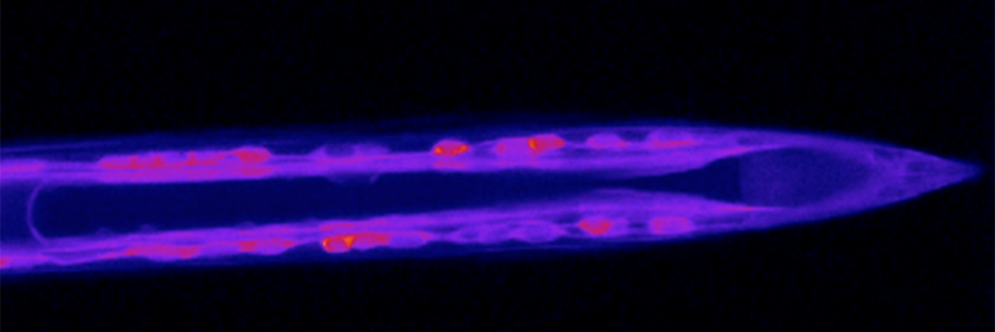 The Rockefeller University » Laboratory of Neurogenetics and Behavior