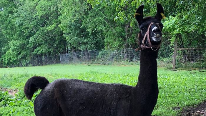 The Rockefeller University