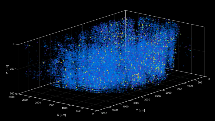 The Rockefeller University