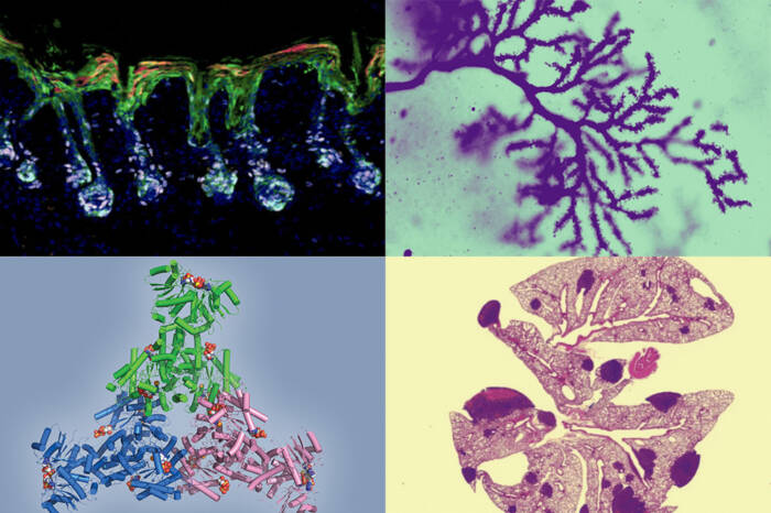 The Rockefeller University