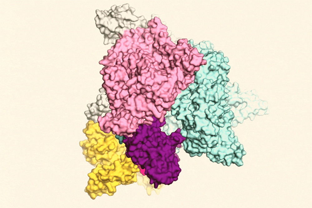 The Rockefeller University