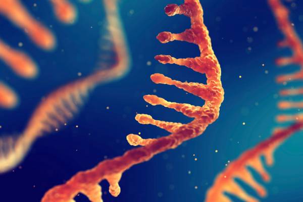 The Rockefeller University » Exploring genetic “dark matter ...