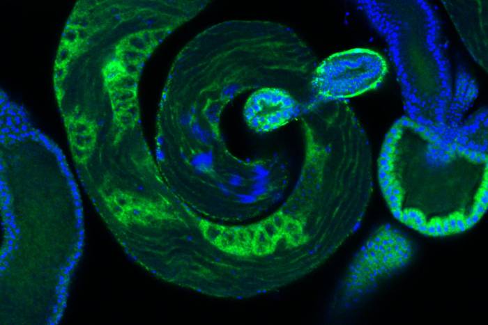 The Rockefeller University » From the tiny testes of flies, new insight ...