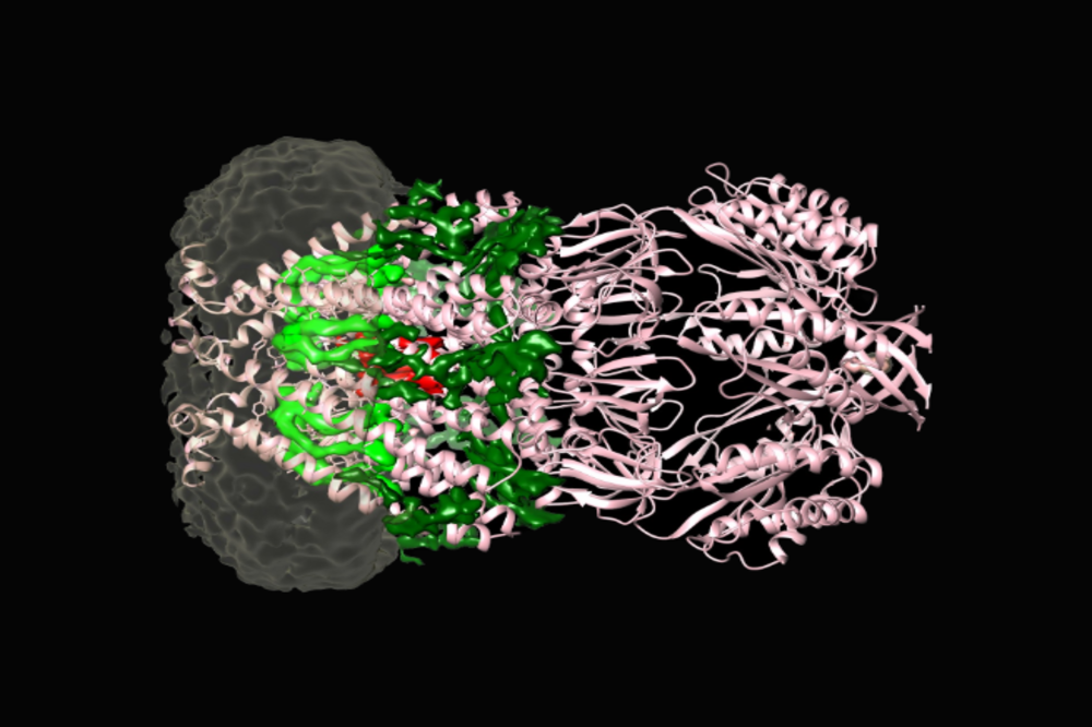 The Rockefeller University » Inside the protein channel that keeps ...