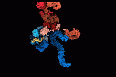 The Rockefeller University » Study reveals how ribosomes are assembled ...