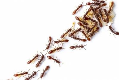 The Rockefeller University » Ant colonies behave like neural networks ...