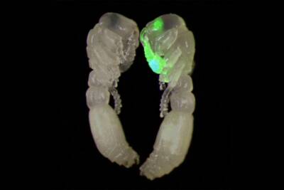 The Rockefeller University » World’s first transgenic ants reveal how ...