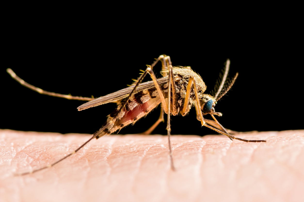 The Rockefeller University » An immune flaw may cause West Nile virus’s ...