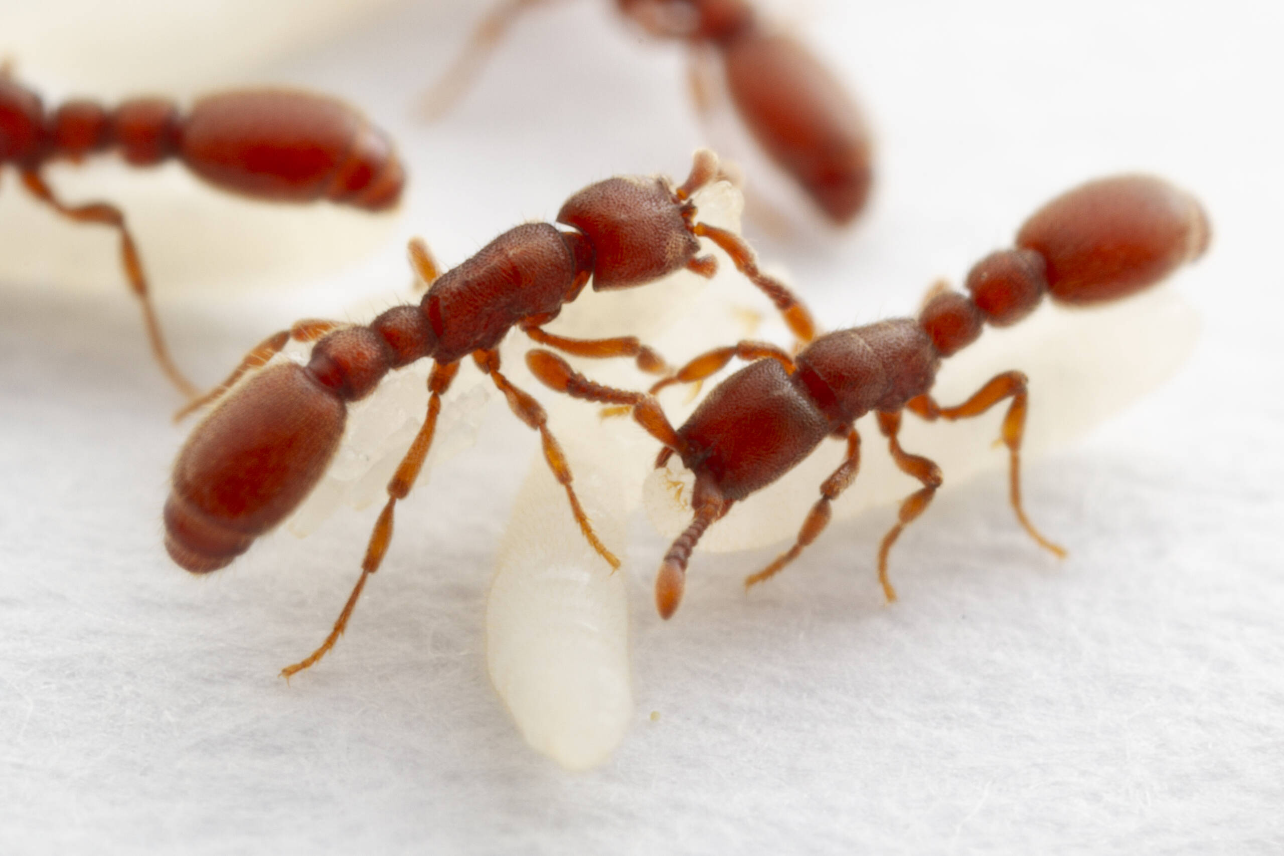 The Rockefeller University » Asexual reproduction usually leads to a ...