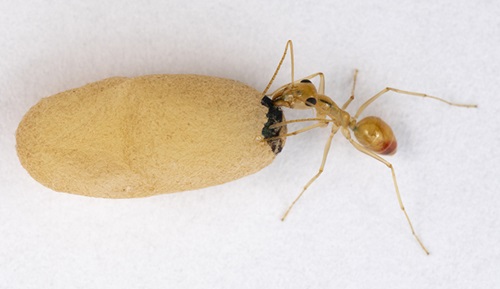 The Rockefeller University » What ants can teach us about the ...