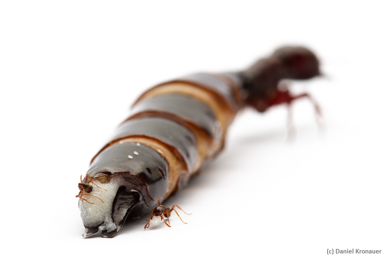 The Rockefeller University » Our Ants