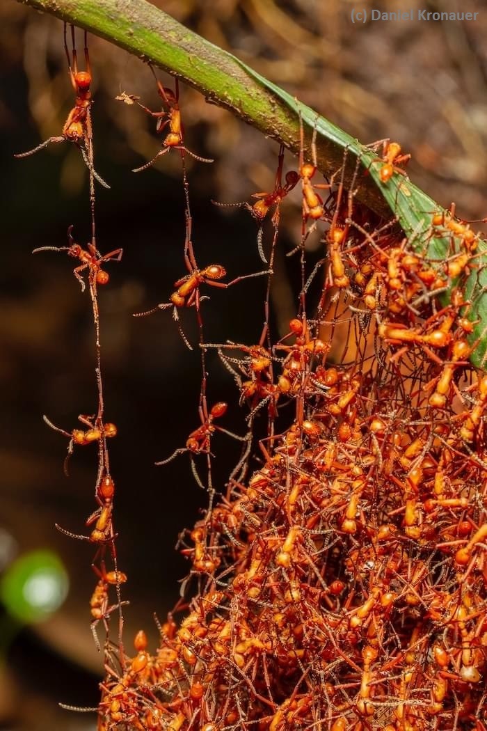 The Rockefeller University » Our Ants