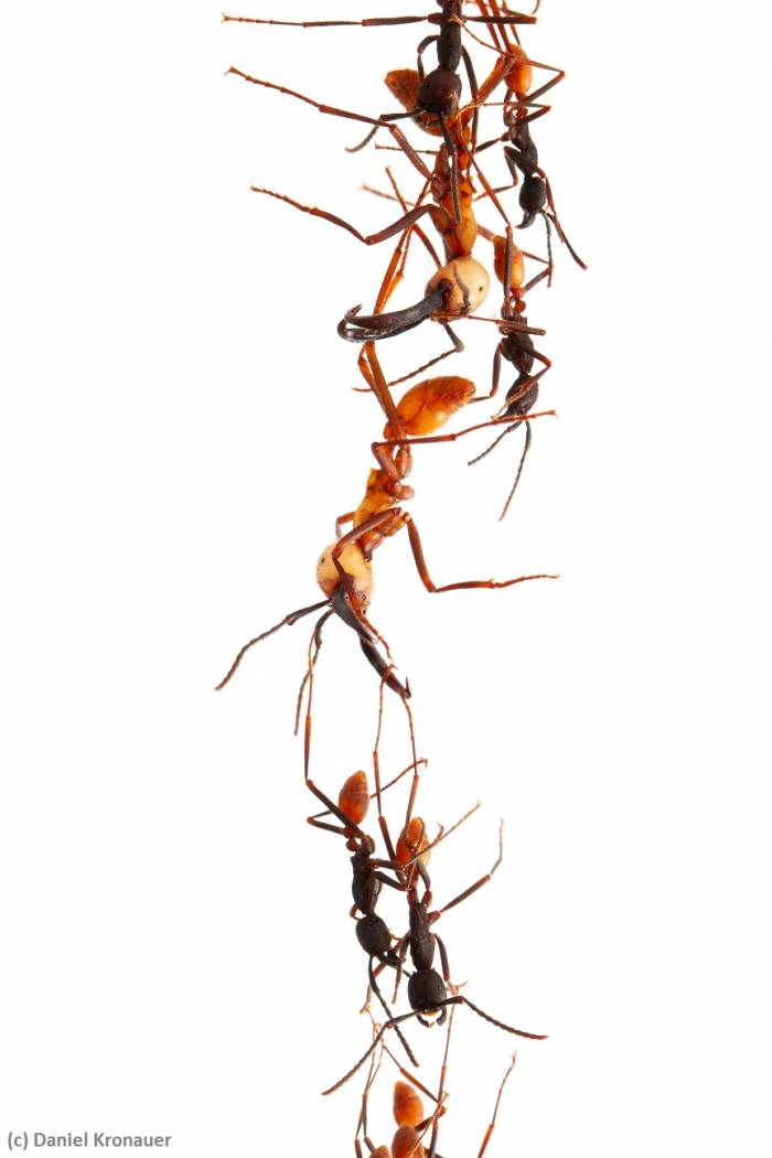 The Rockefeller University » Our Ants