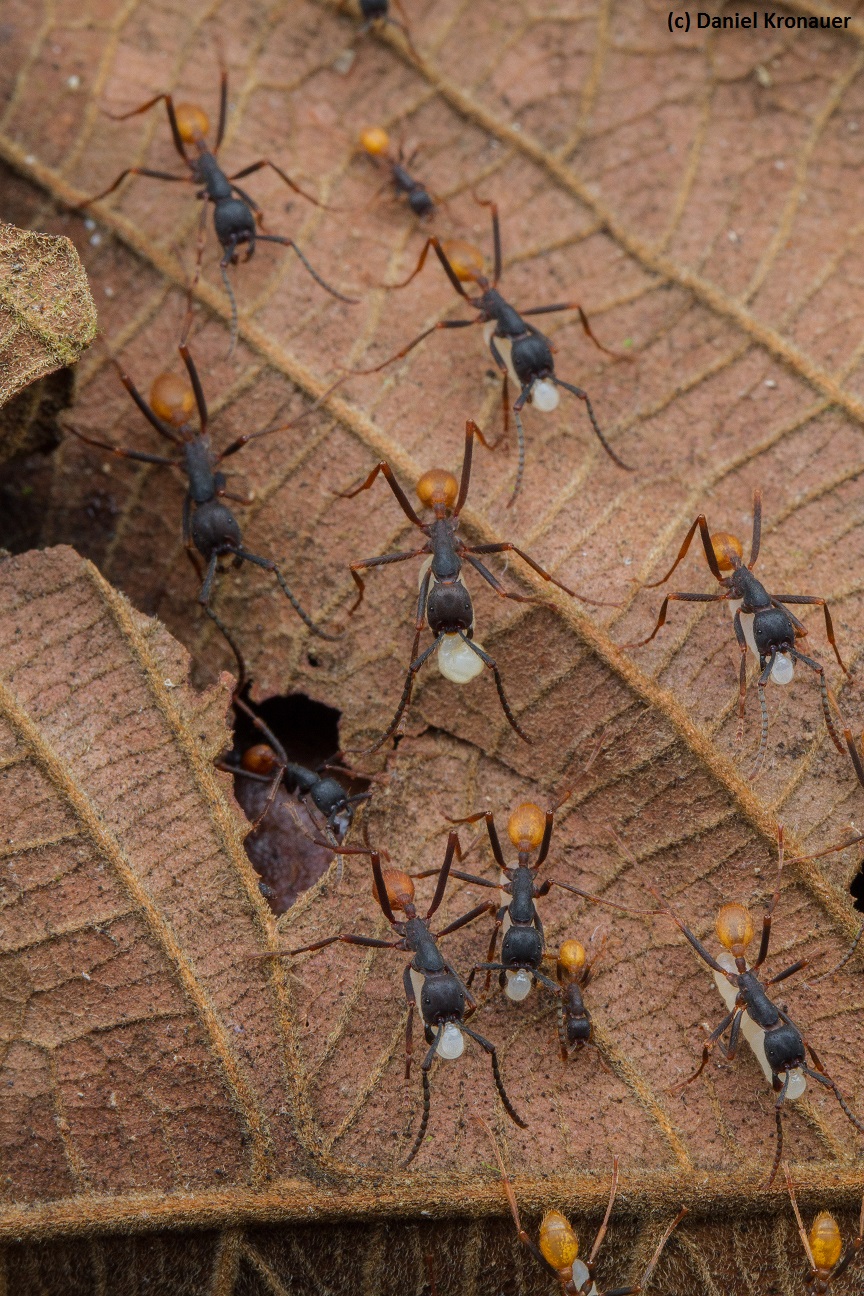 The Rockefeller University » Our Ants