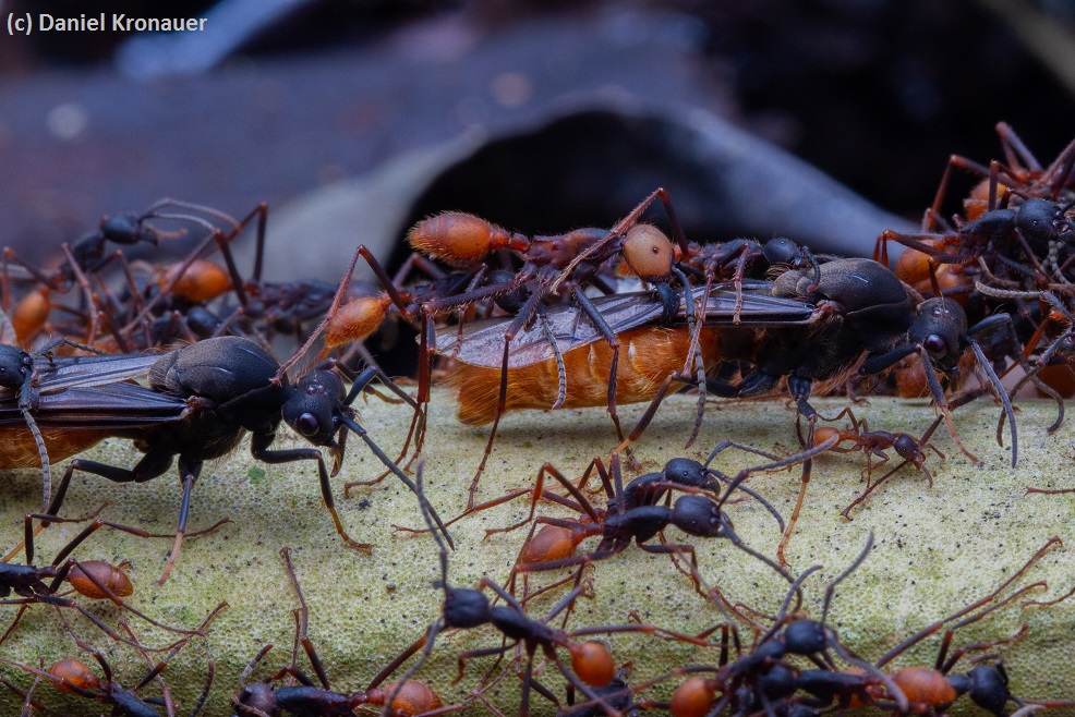 The Rockefeller University » Our Ants