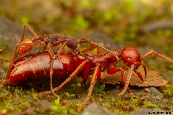 The Rockefeller University » Our Ants