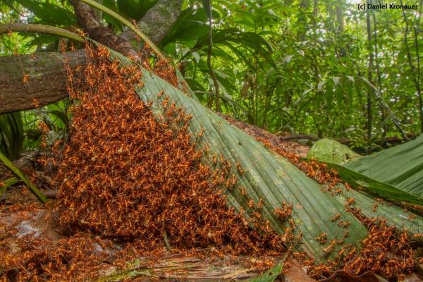 The Rockefeller University » Our Ants