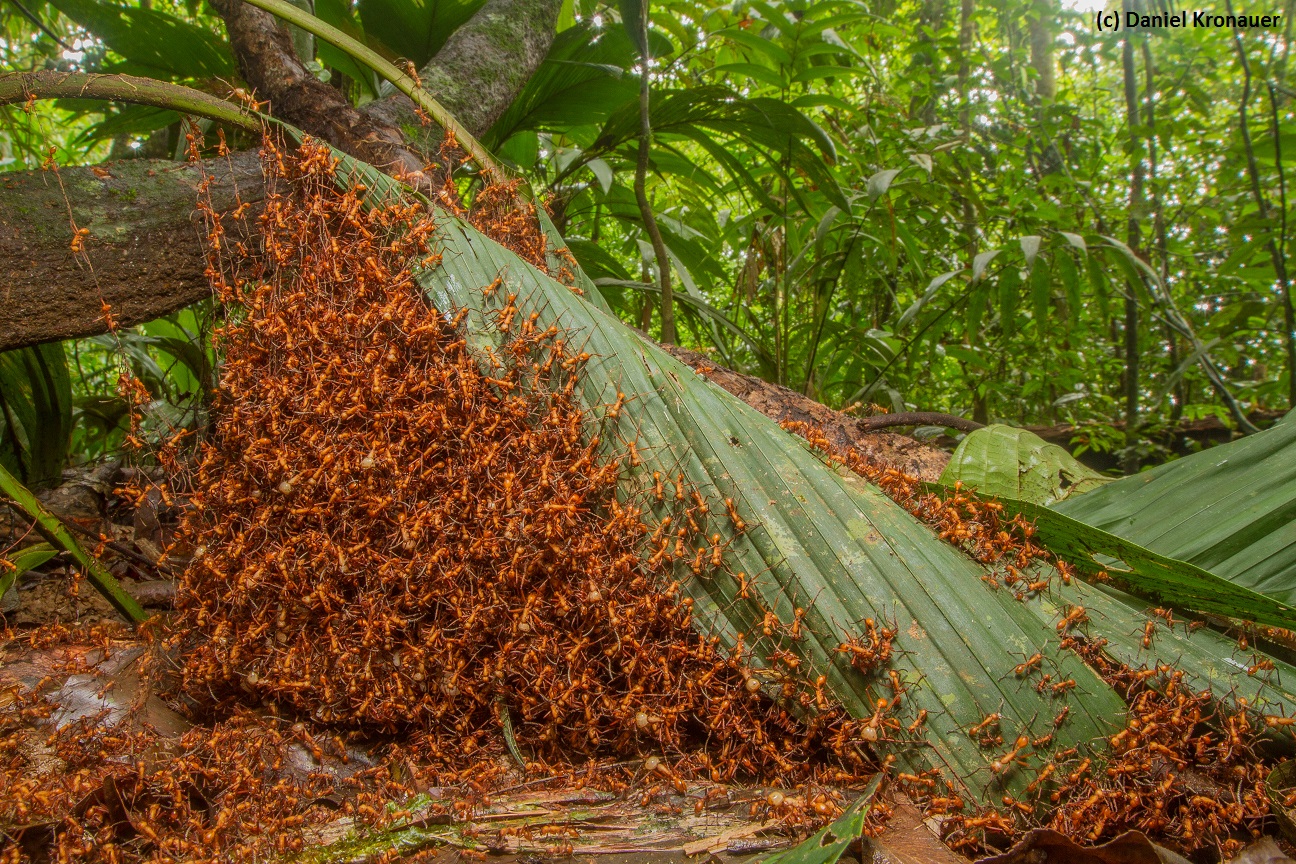 The Rockefeller University » Our Ants
