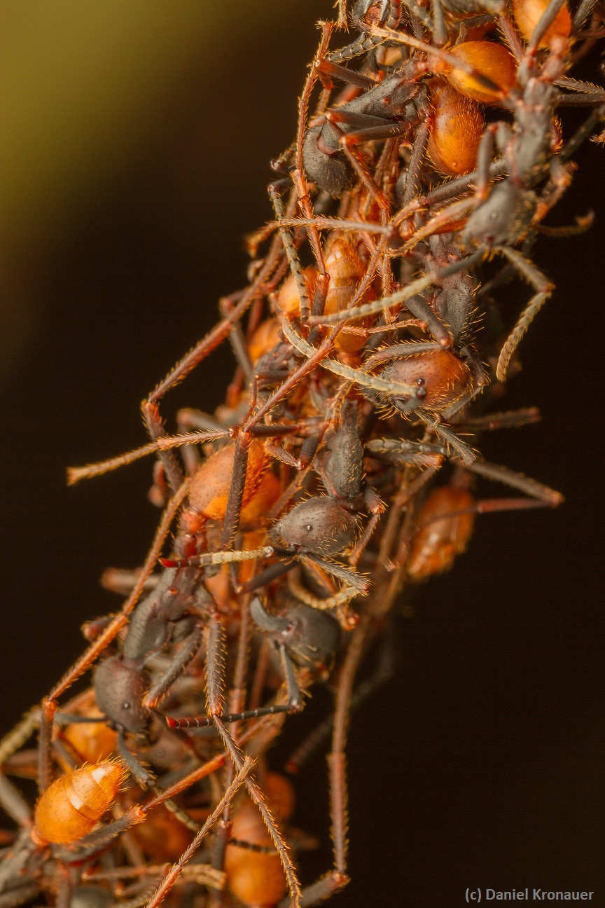 The Rockefeller University » Our Ants