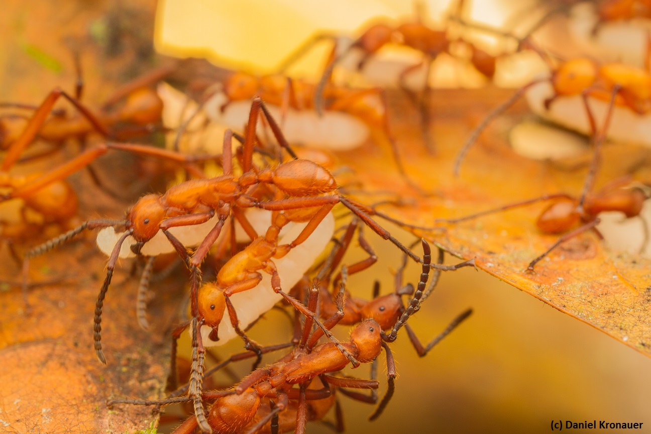 The Rockefeller University » Our Ants